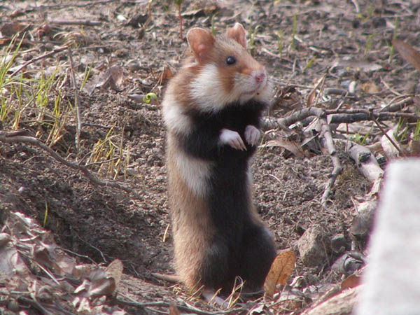 Hamster – KiwiThek