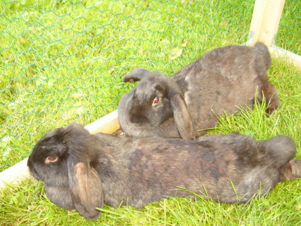 Kaninchen – KiwiThek