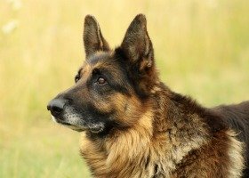 Haushund – KiwiThek