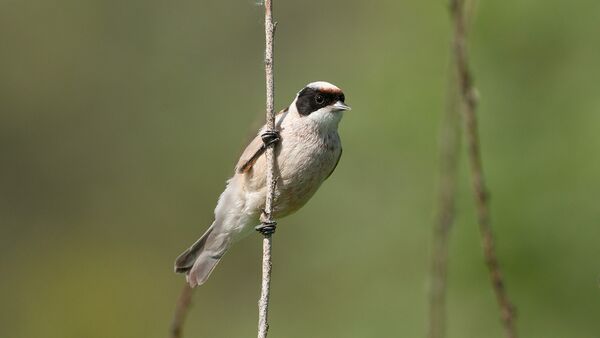 Donauinsel – KiwiThek