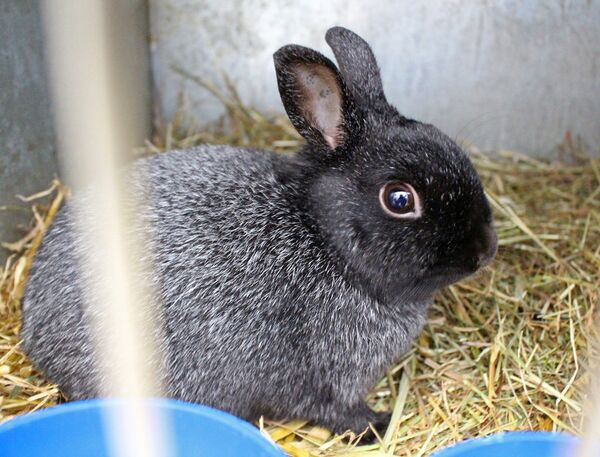 Kaninchen – KiwiThek