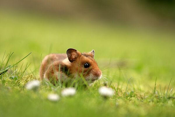 Hamster – KiwiThek