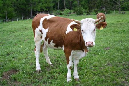 Hausrind – KiwiThek