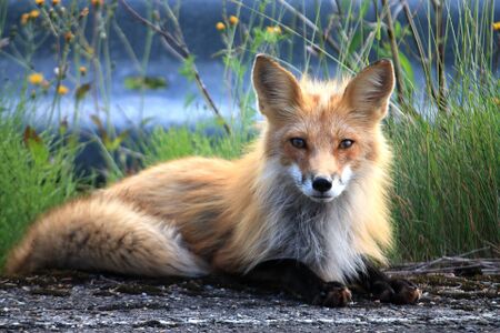 Fuchs – KiwiThek