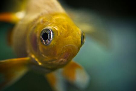 Goldfisch – KiwiThek