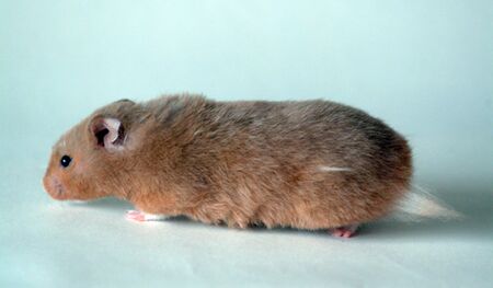 Hamster – KiwiThek