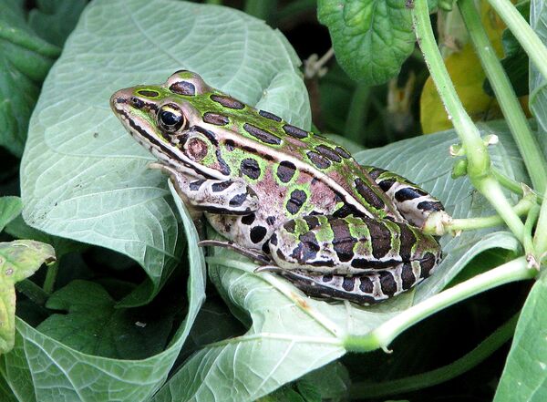 Froschlurch – KiwiThek