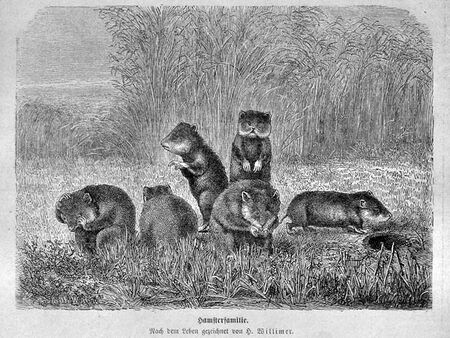 Hamster – KiwiThek