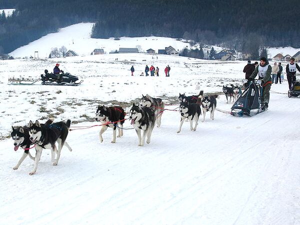 Haushund – KiwiThek