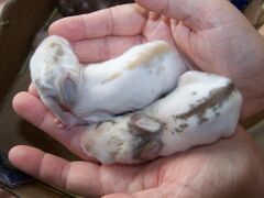 Kaninchen – KiwiThek