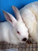 Kaninchen – KiwiThek