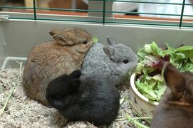 Kaninchen – KiwiThek