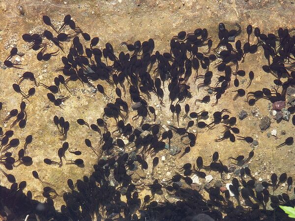 Froschlurch – KiwiThek