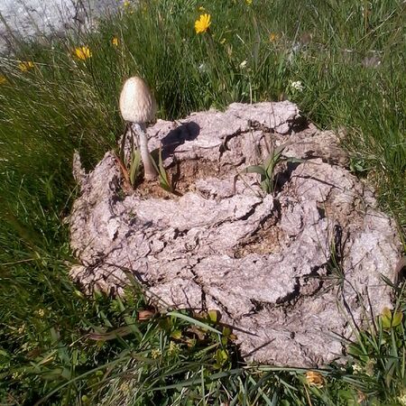 Hausrind – KiwiThek