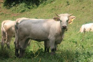 Hausrind – KiwiThek