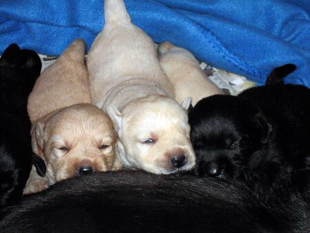 Haushund – KiwiThek