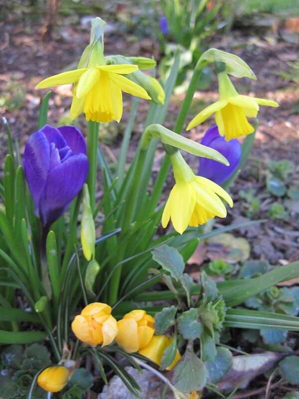 Märzenbecher/einfach – KiwiThek