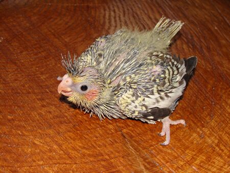 Nymphensittich – KiwiThek