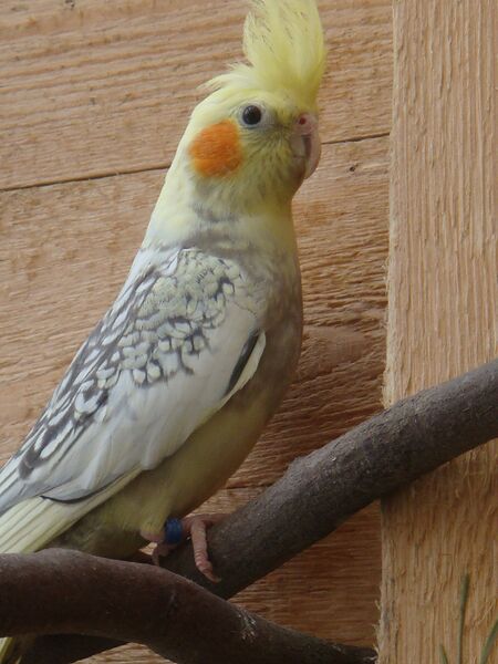 Nymphensittich – KiwiThek