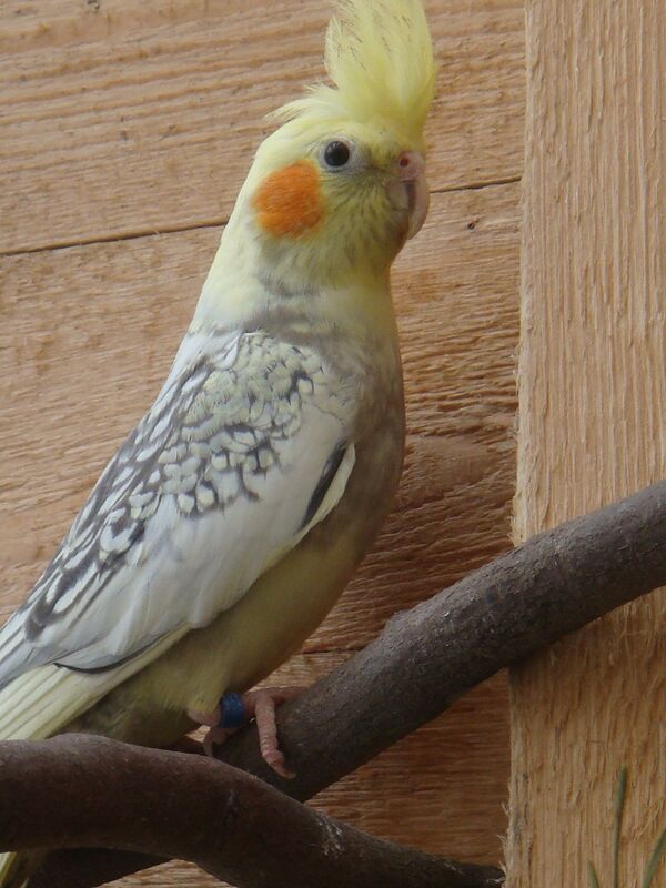 Nymphensittich – KiwiThek