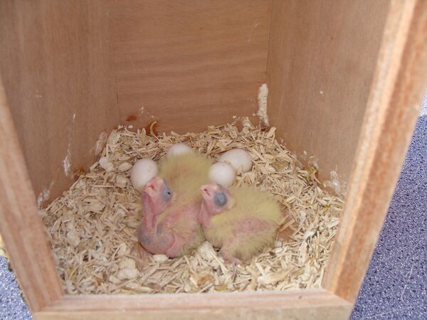 Nymphensittich – KiwiThek