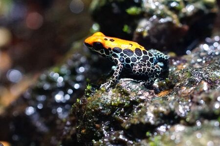 Froschlurch – KiwiThek