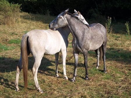 Haustiere – KiwiThek