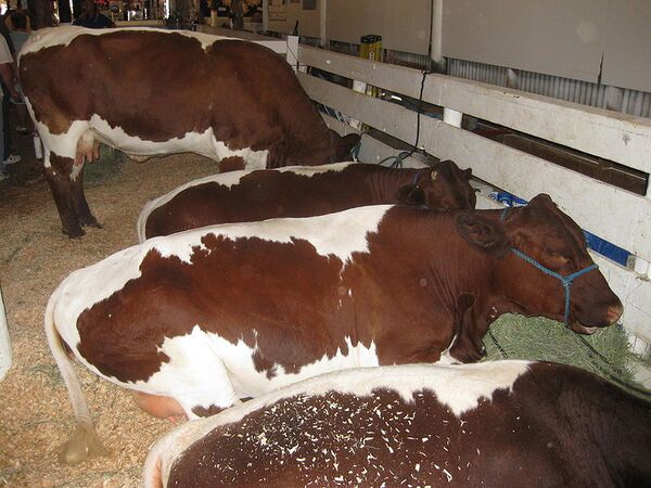 Hausrind – KiwiThek