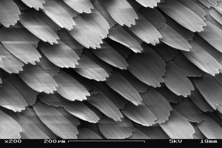 Mikroskop – KiwiThek