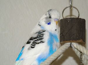 Wellensittich – KiwiThek