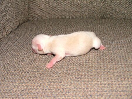 Haushund – KiwiThek