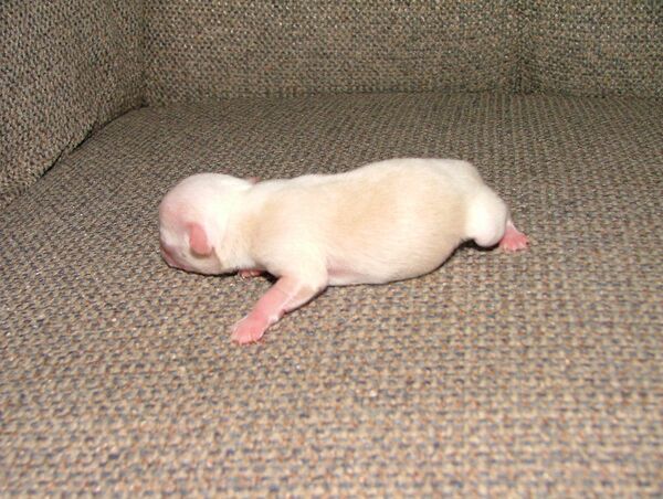 Haushund – KiwiThek