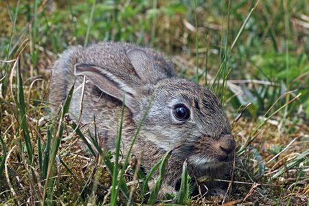 Kaninchen – KiwiThek